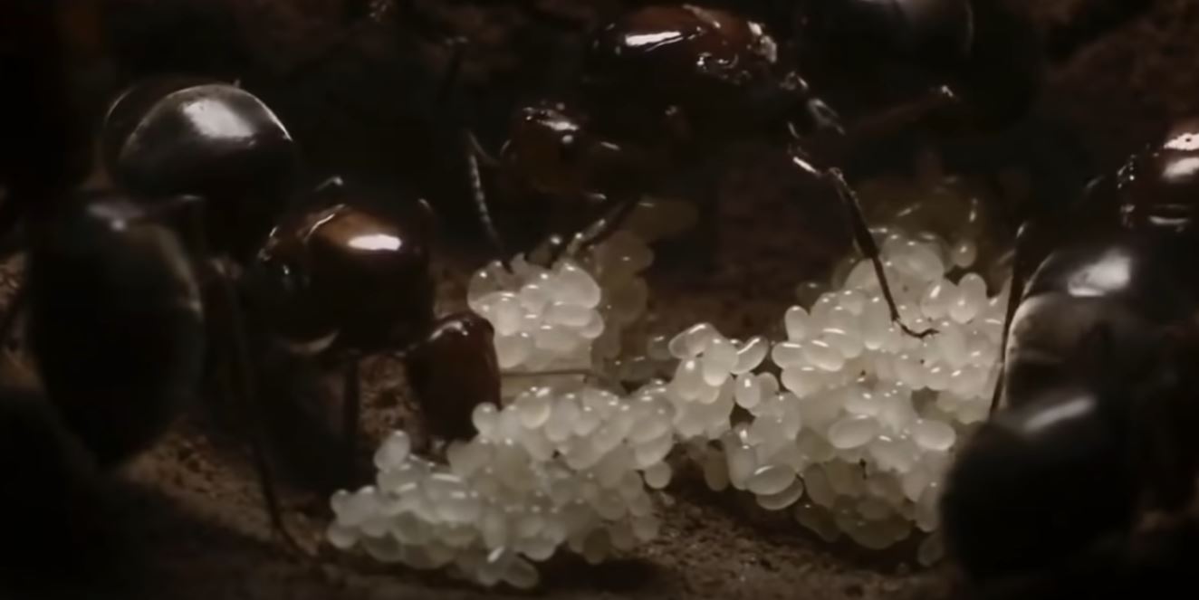 Ant Exterminator Services | Atlas Termite & Pest Control