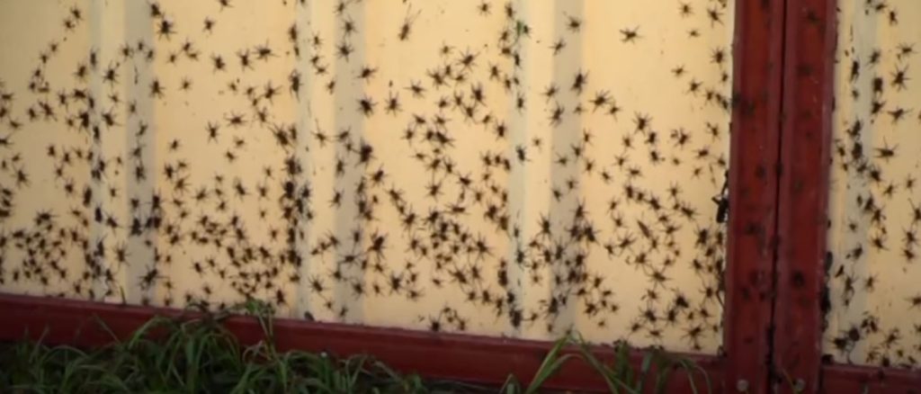 Effective Spider Control with Atlas Termite & Pest Control: Safe ...