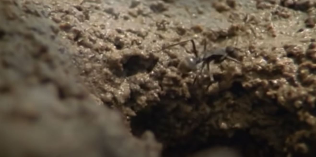 Ant Exterminator Services | Atlas Termite & Pest Control