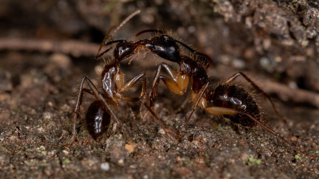 Comprehensive Pest Control for Carpenter Ants & Termites in Oklahoma