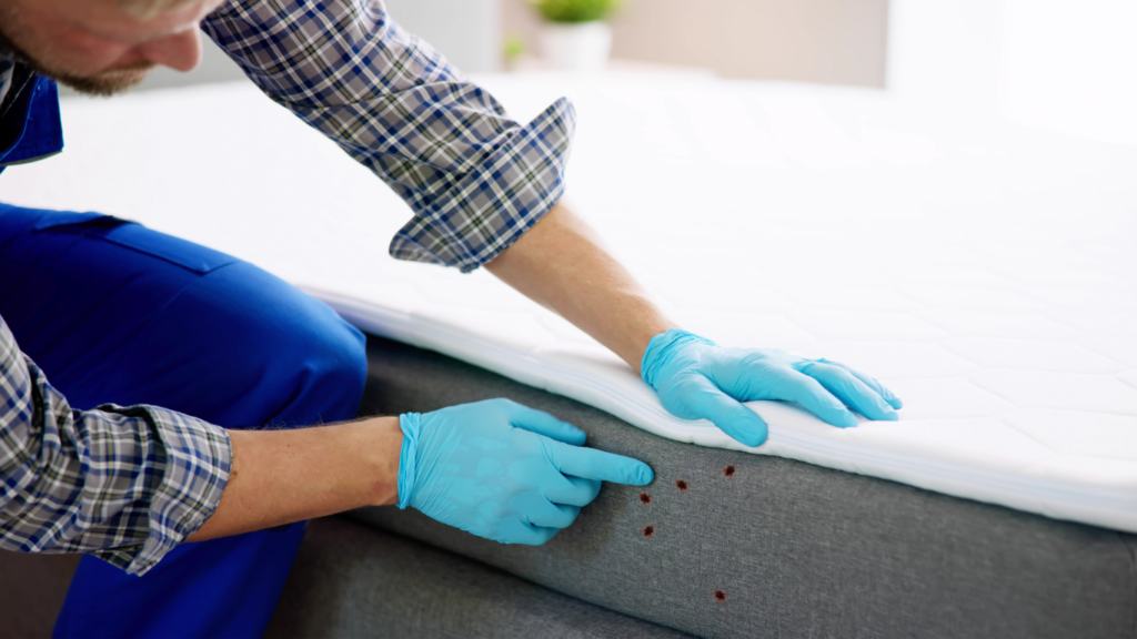 10 Bed Bug Myths and Misconceptions | Atlas Termite & Pest Control OKC ...